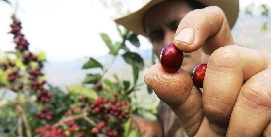 About - Grinders® Coffee: Buy Coffee Online in Australia