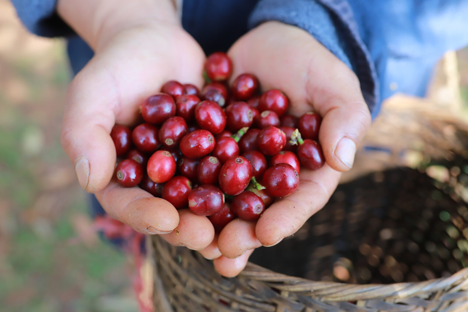 About - Grinders® Coffee: Buy Coffee Online in Australia